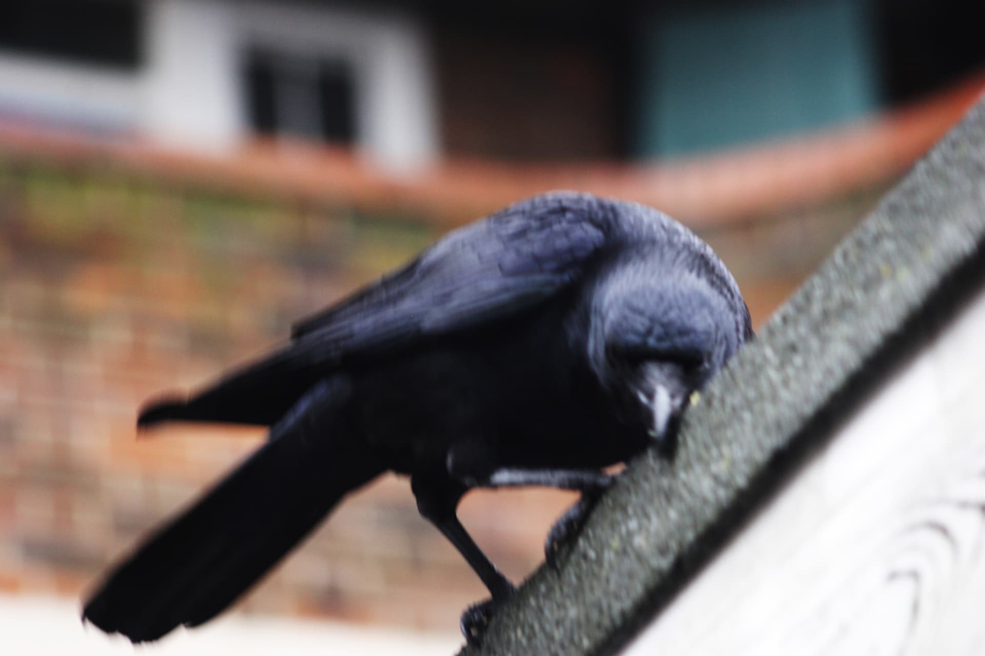 Crow London | Max Reeves | Photographer