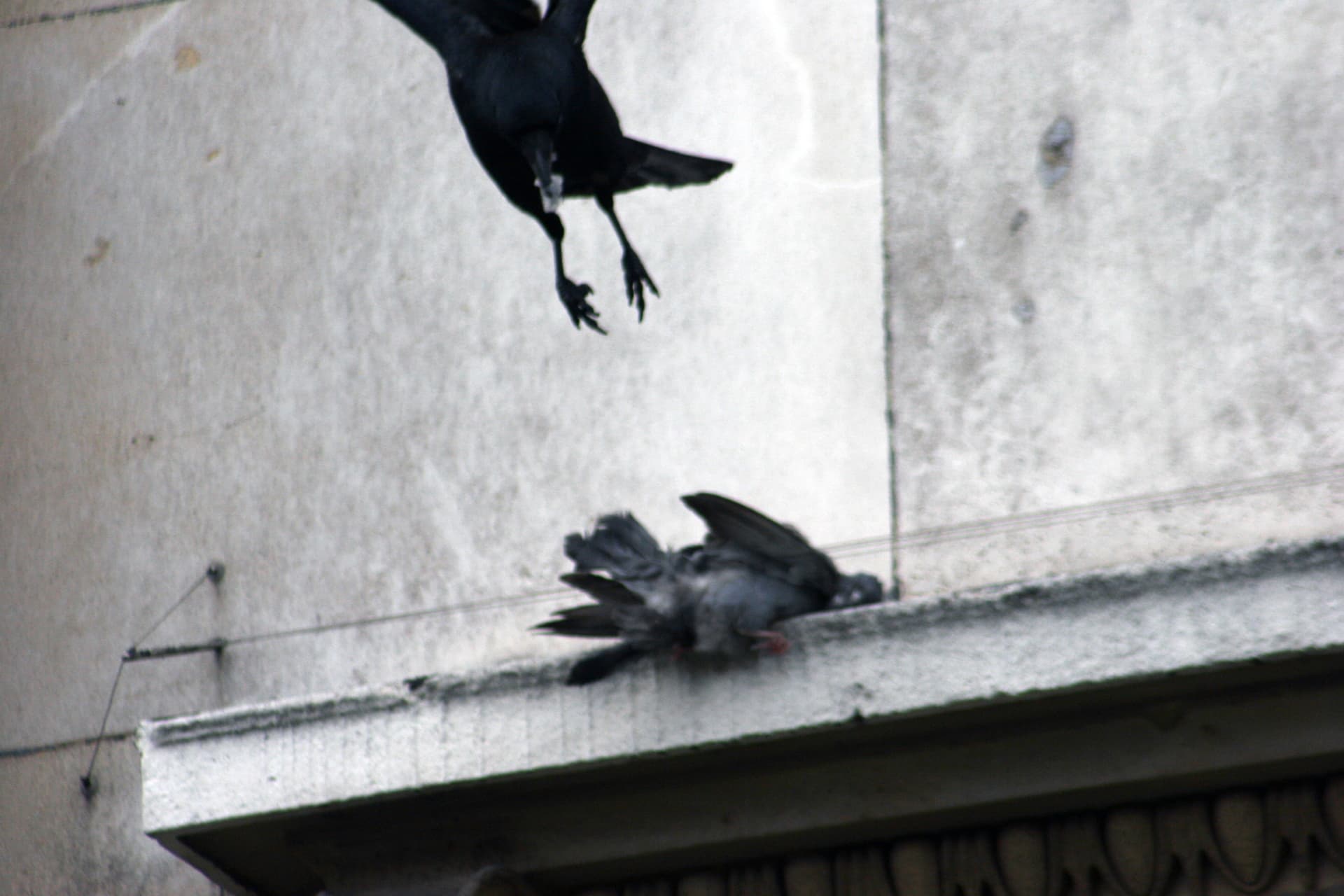 Crow London | Max Reeves | Photographer