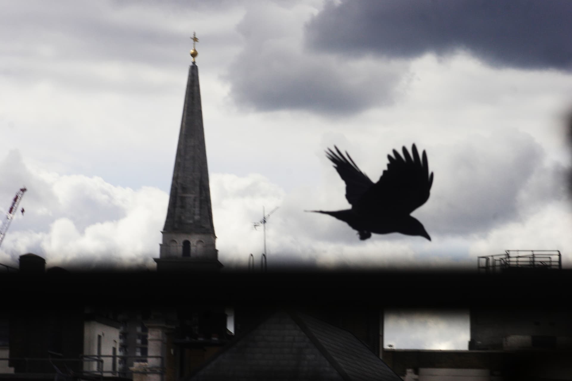 Crow London | Max Reeves | Photographer