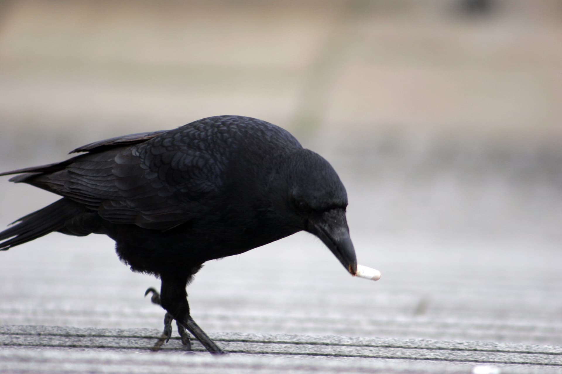 Crow London | Max Reeves | Photographer